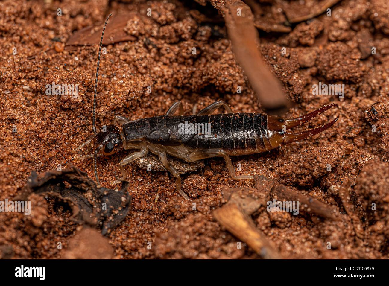 Adult Shore Earwig of the Family Labiduridae Stock Photo - Alamy