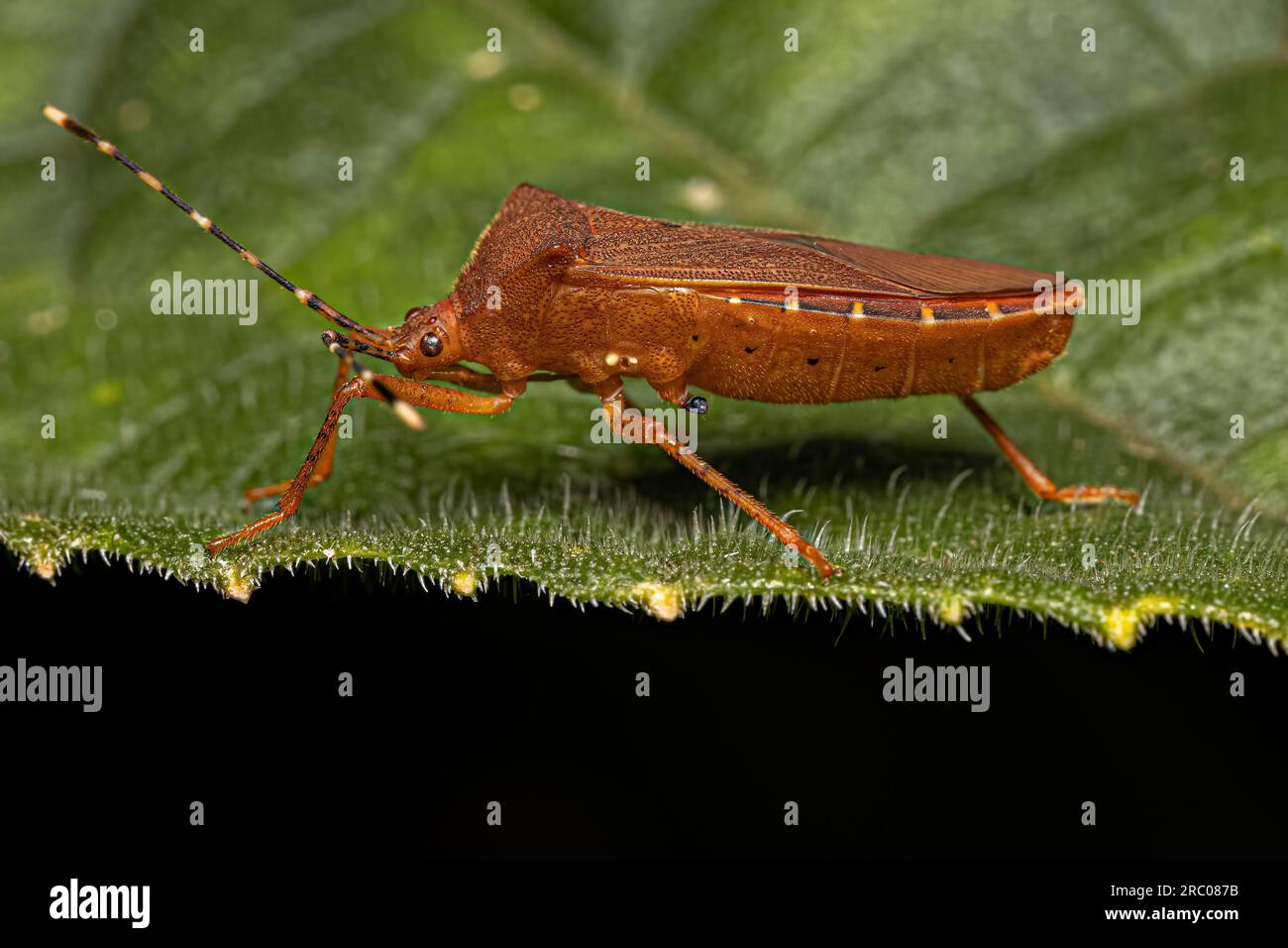 Adult Squash Bug of the Genus Anasa Stock Photo - Alamy
