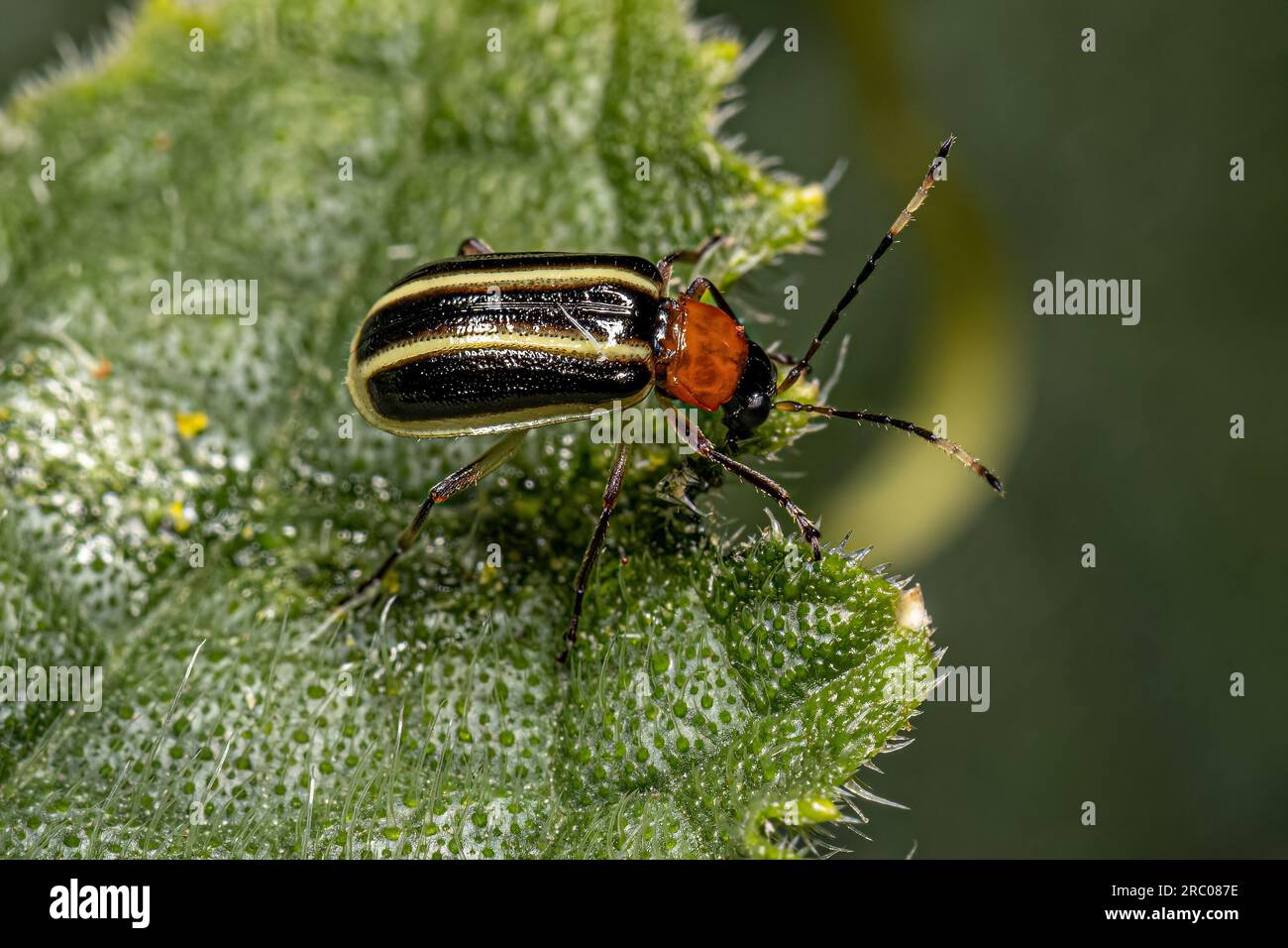 Adult Small Flea Beetle of the Family Chrysomelidae Stock Photo - Alamy