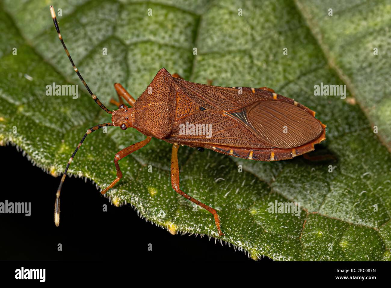 Adult Squash Bug of the Genus Anasa Stock Photo - Alamy