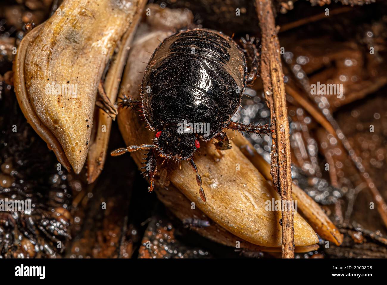Adult Burrowing Bug of the Family Cydnidae Stock Photo - Alamy