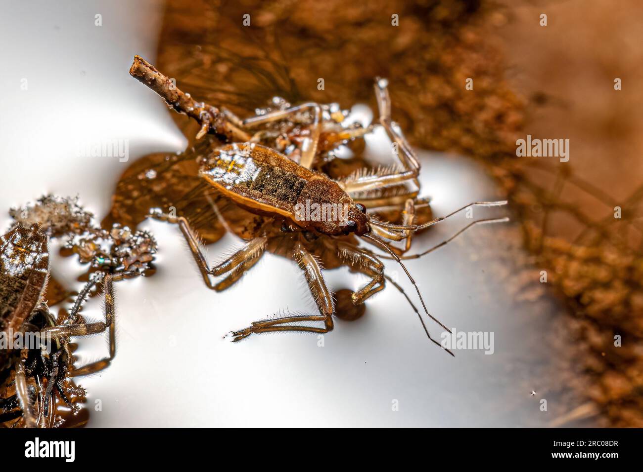Small Ripple Bug of the Species Platyvelia brachialis Stock Photo - Alamy