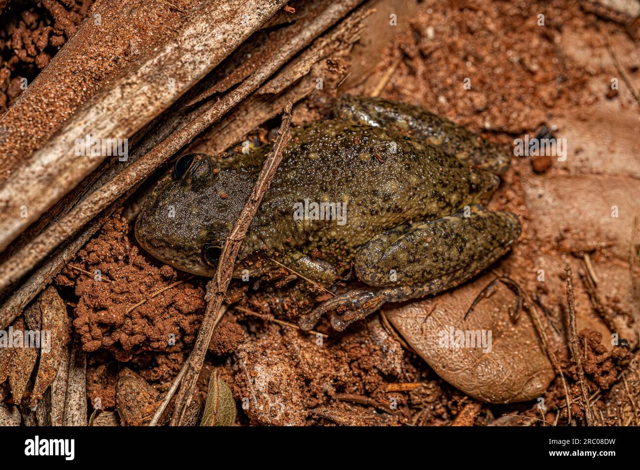 Snouted Tree Frog of the Genus Scinax Stock Photo - Alamy