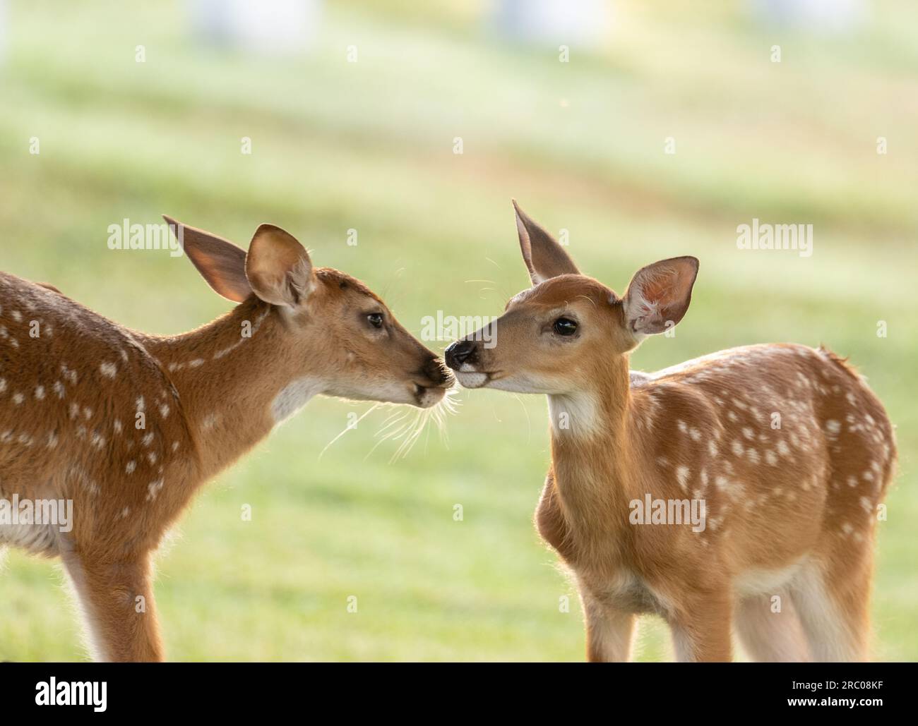 Two white-tailed deer fawns in an open field shortly after sunrise ...