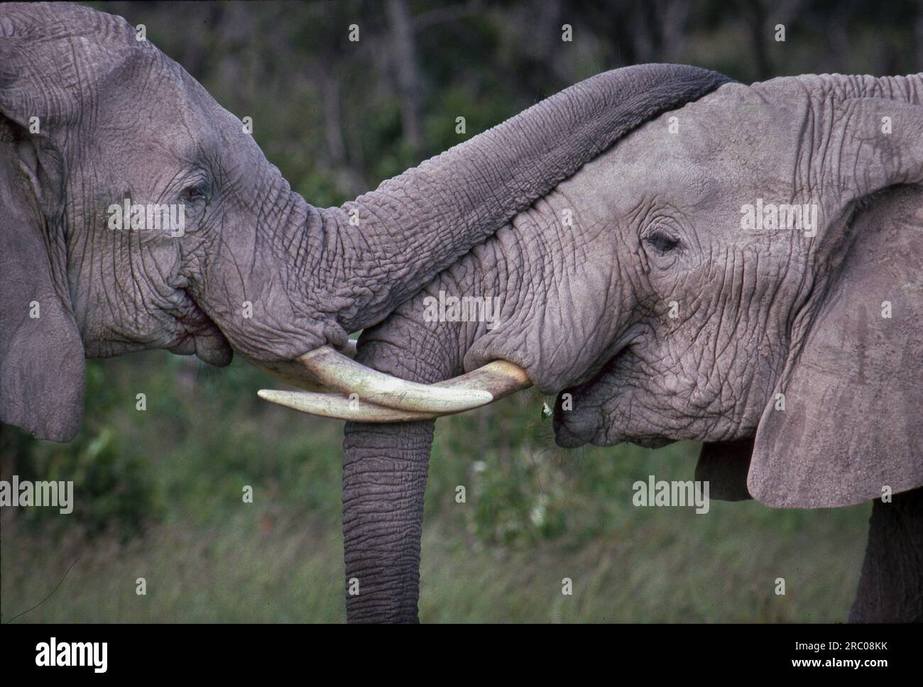 Two elephants in the same family greet each other with affection Stock ...
