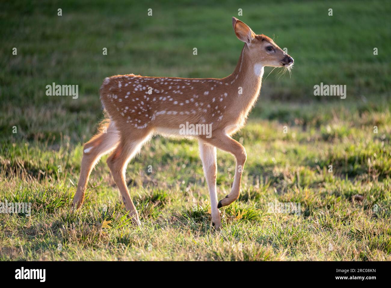 Ungulate whitetail hi-res stock photography and images - Alamy