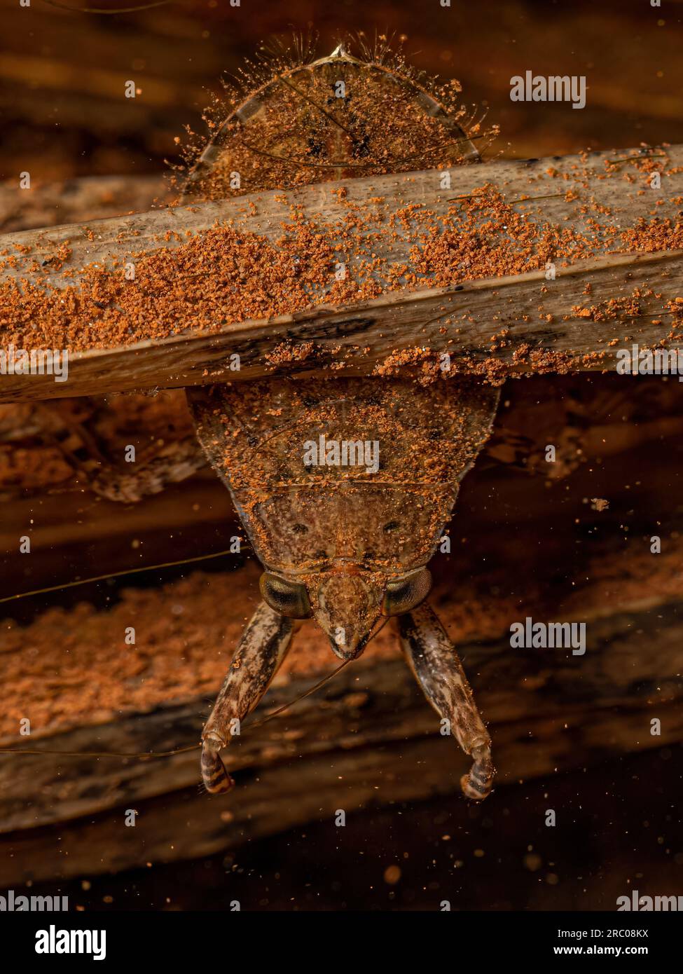 Giant Water Bug Insect of the Genus Belostoma Stock Photo - Alamy