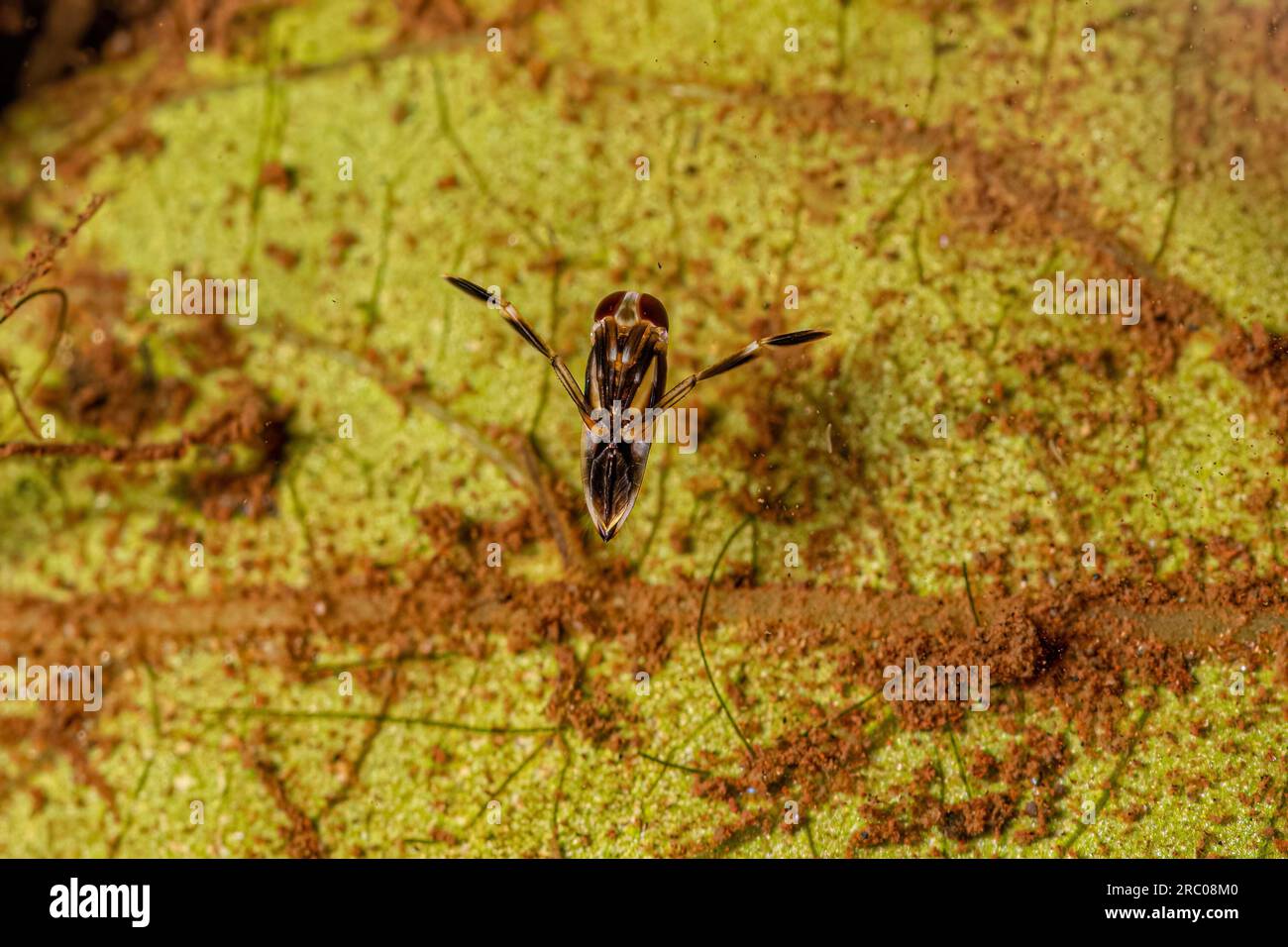Small Typical Backswimmer Insect of the Genus Buenoa Stock Photo - Alamy