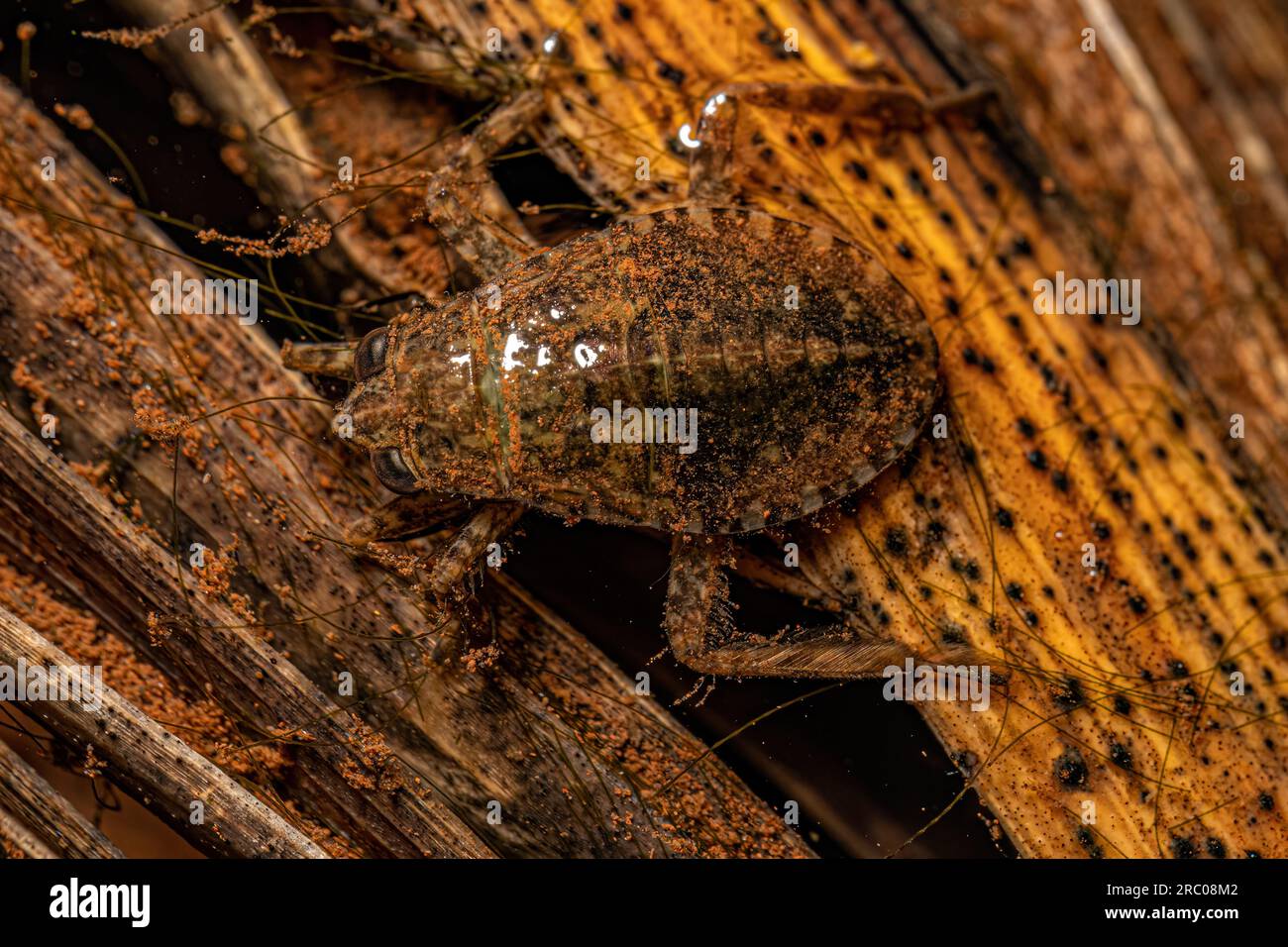 Giant Water Bug Insect of the Genus Belostoma Stock Photo - Alamy