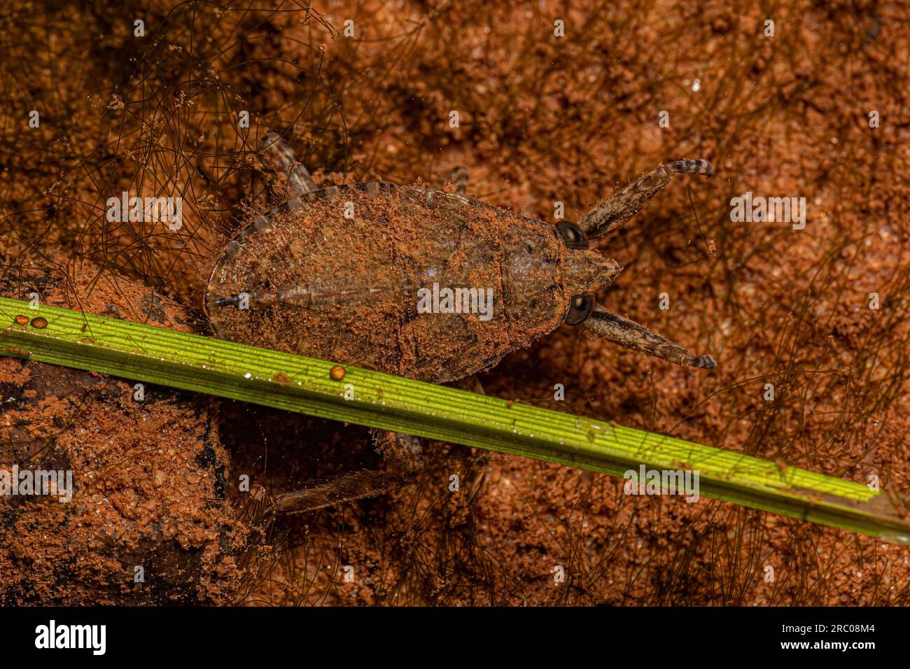 Giant Water Bug Insect of the Genus Belostoma Stock Photo - Alamy