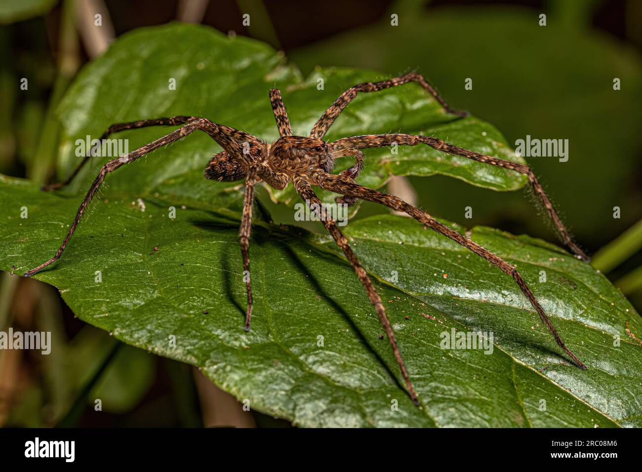 Adult Wandering Spider of the Family Ctenidae Stock Photo - Alamy