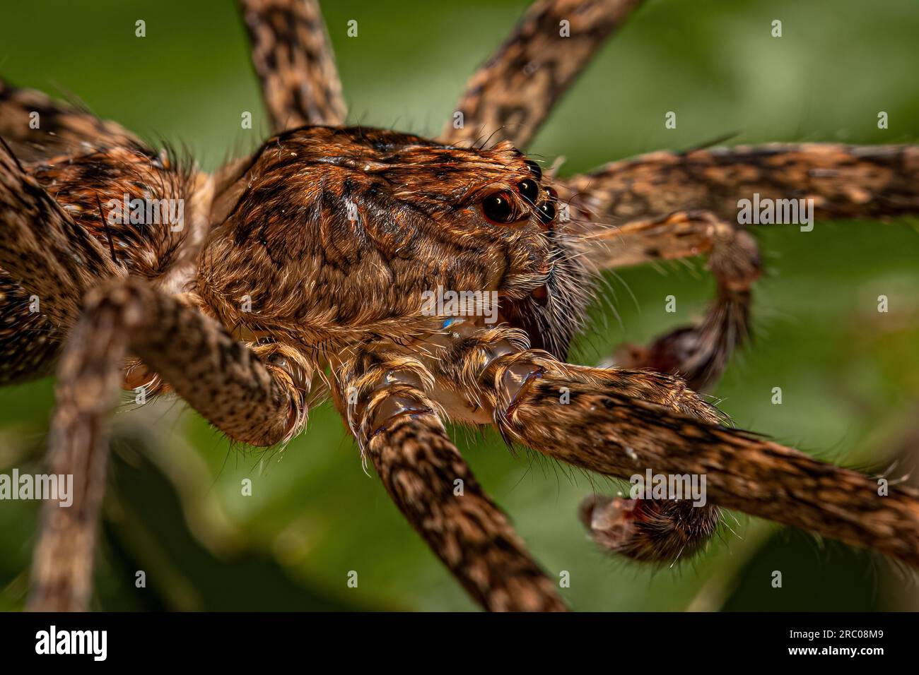 Adult Wandering Spider of the Family Ctenidae Stock Photo - Alamy