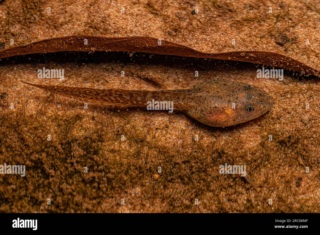 Gladiator Tree Frog of the Genus Boana Stock Photo - Alamy