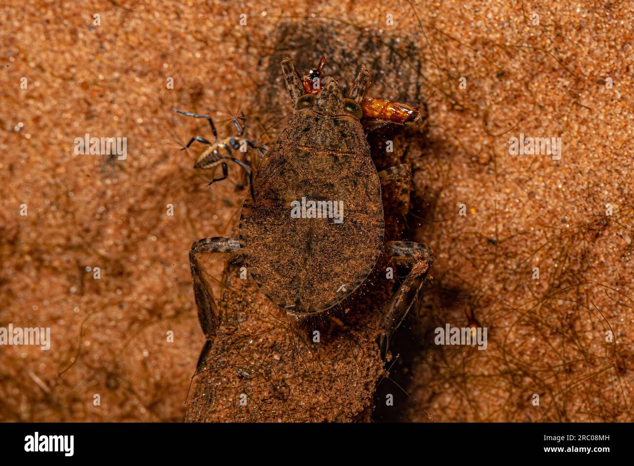 Belostomatinae hi-res stock photography and images - Alamy