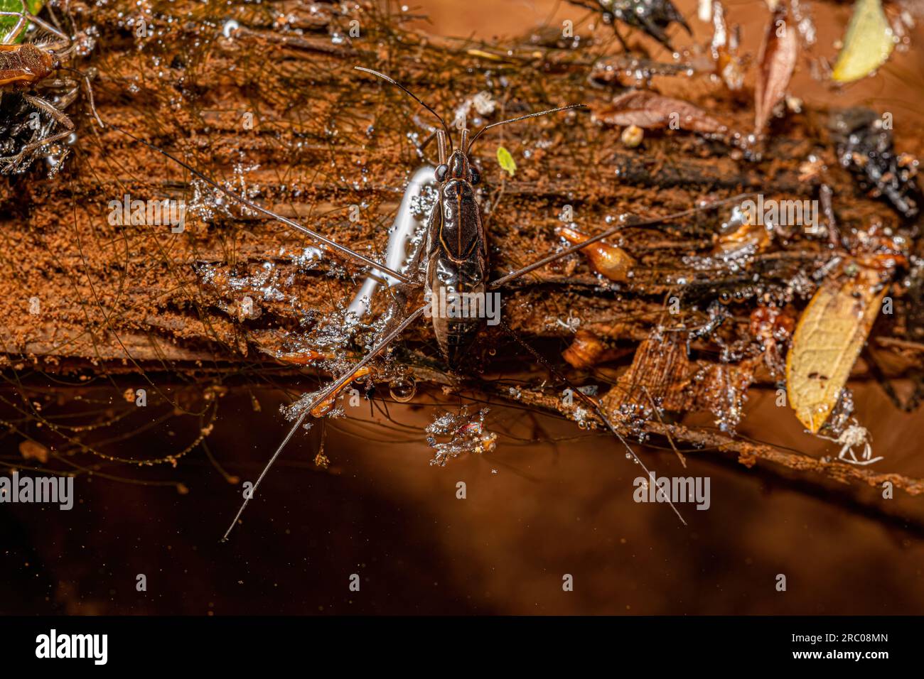 Limnogonus hi-res stock photography and images - Alamy