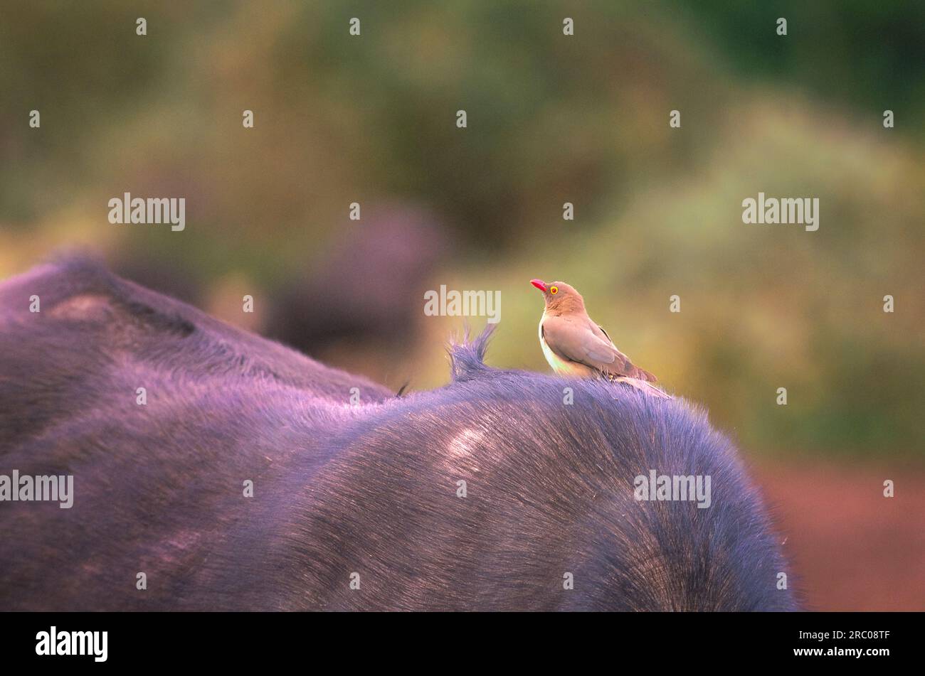 Red billed oxpecker a passerine bird in the oxpecker family, Buphagidae ...