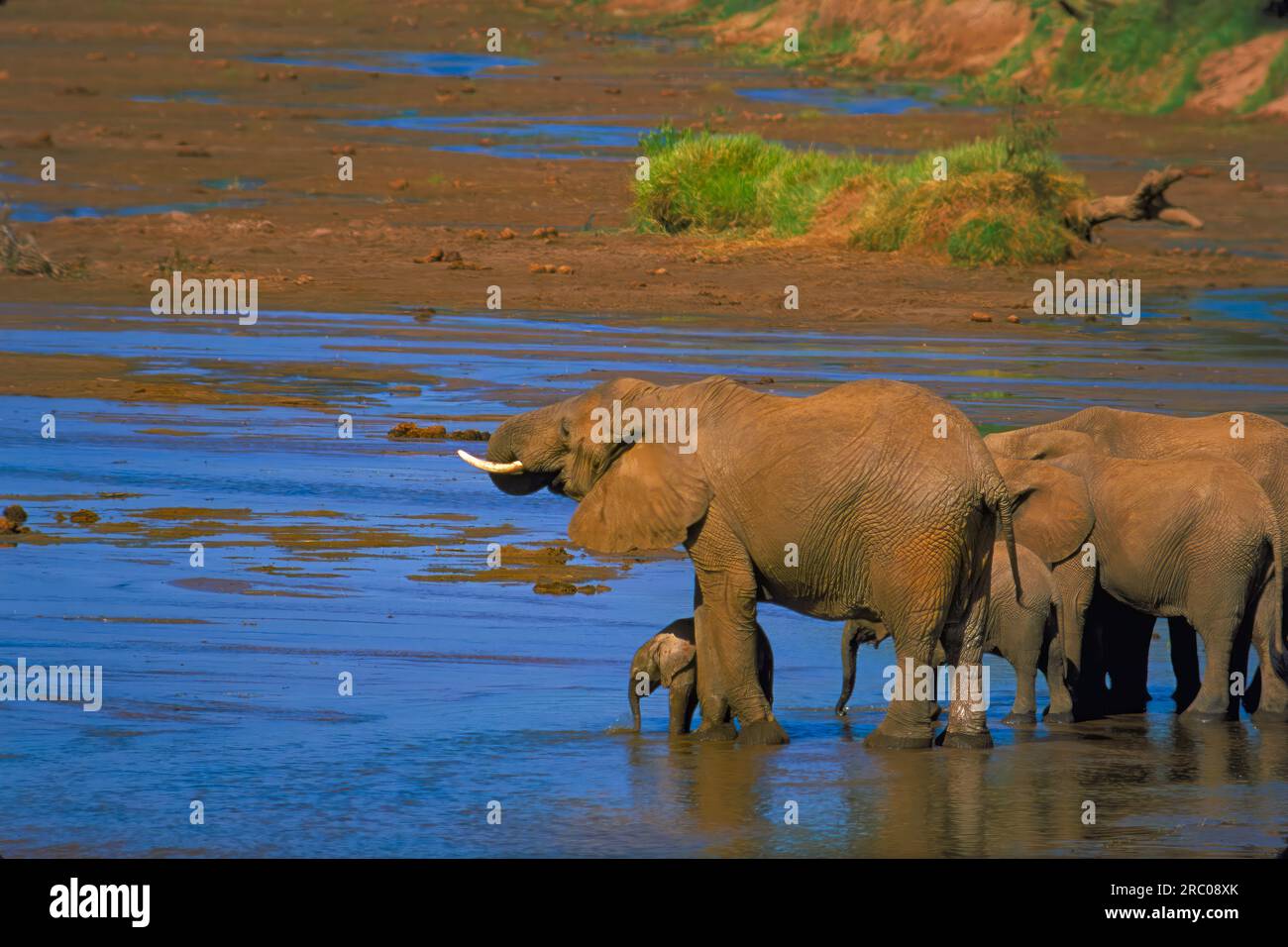 Elephant drinks from trunk hi-res stock photography and images - Alamy