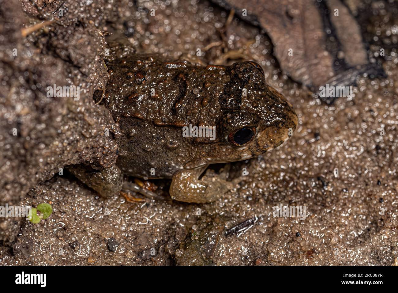 Small Pepper Frog of the Species Leptodactylus labyrinthicus Stock ...