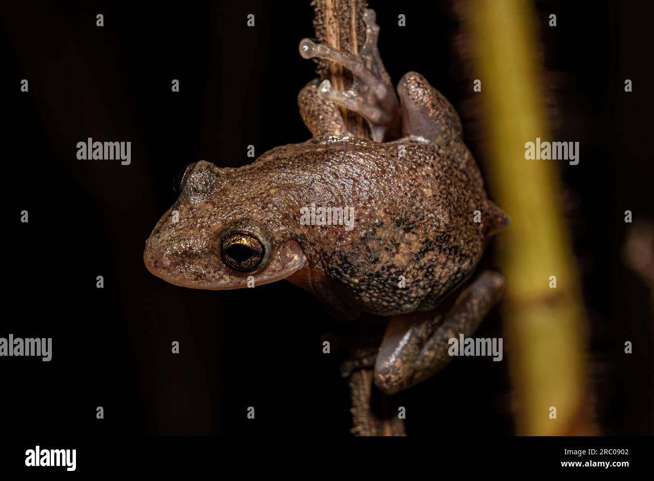 Snouted Tree Frog of the species Genus Scinax Stock Photo - Alamy