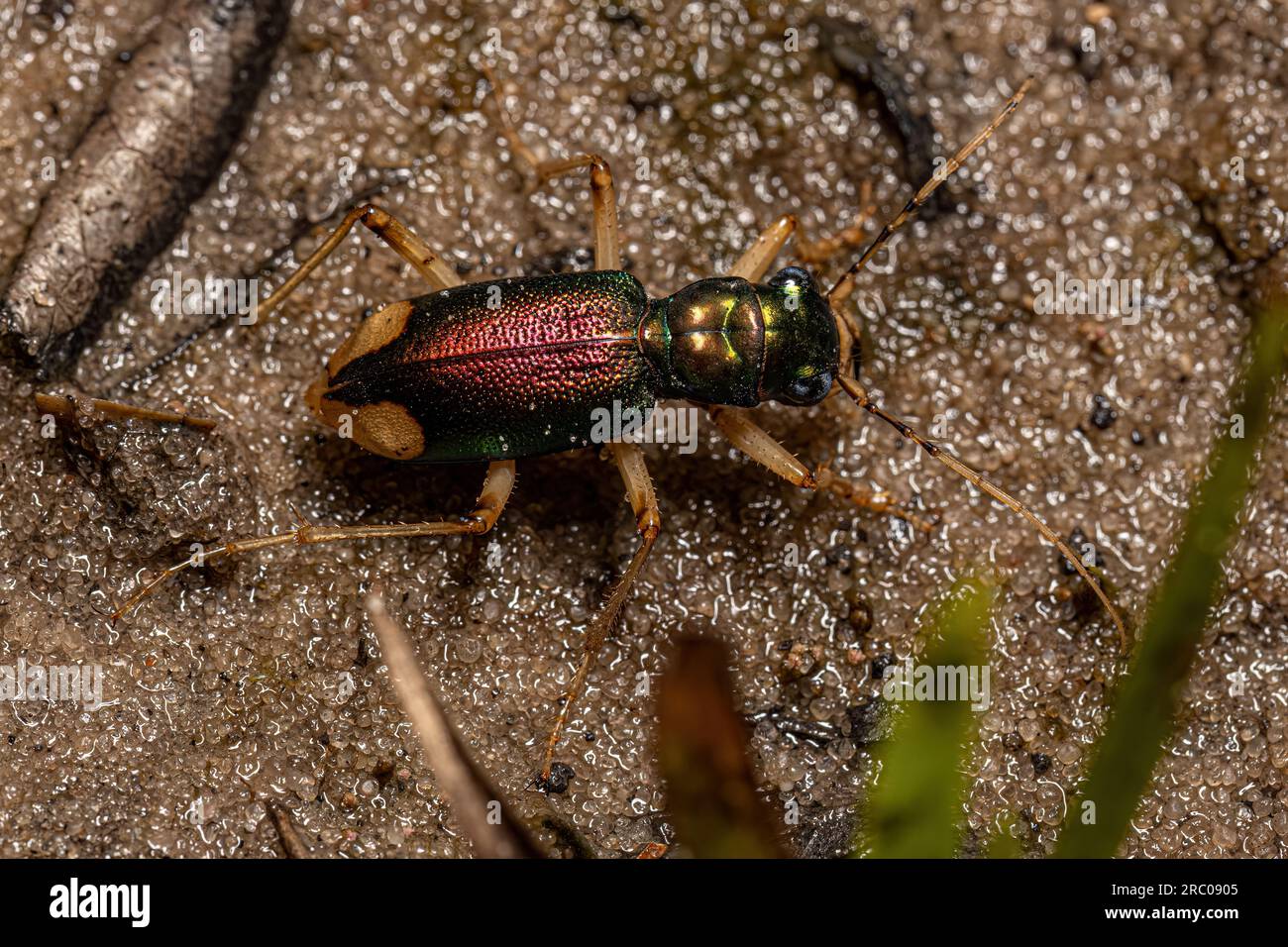 Adult Metallic Tiger Beetle of the Genus Tetracha Stock Photo - Alamy