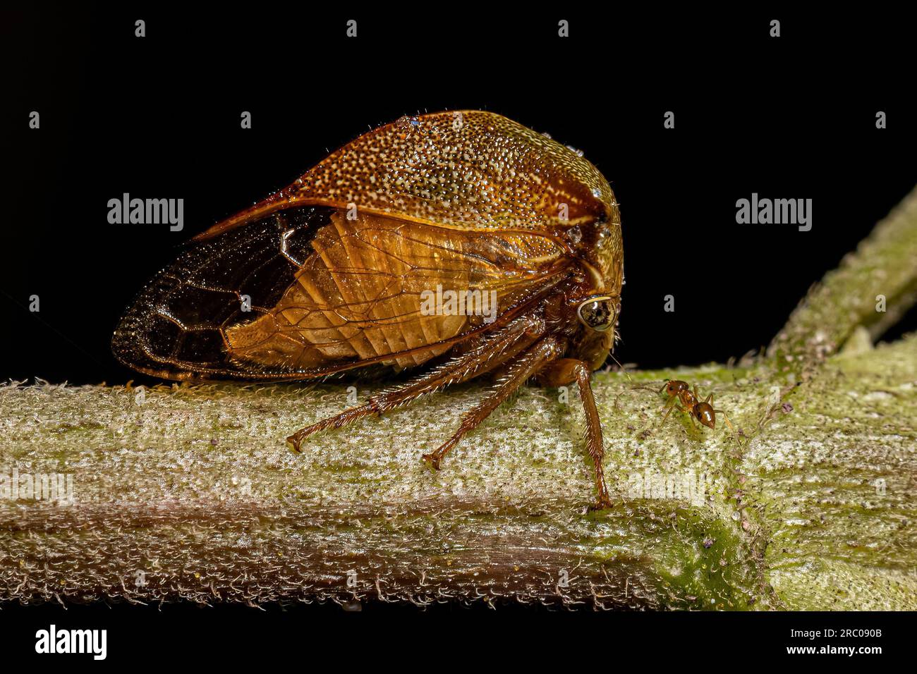 Tribe ceresini hi-res stock photography and images - Alamy