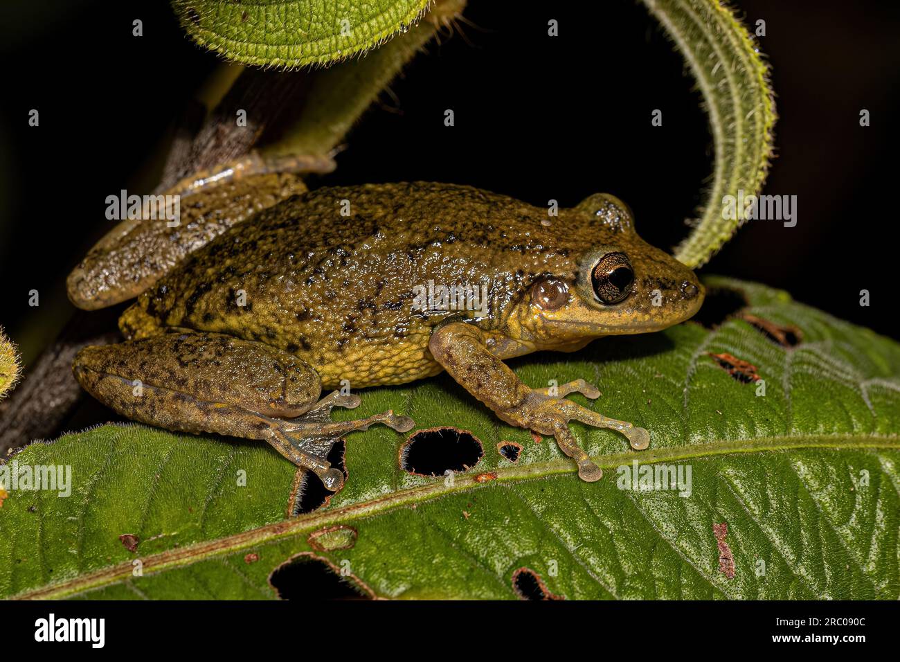 Snouted Tree Frog of the species Genus Scinax Stock Photo - Alamy