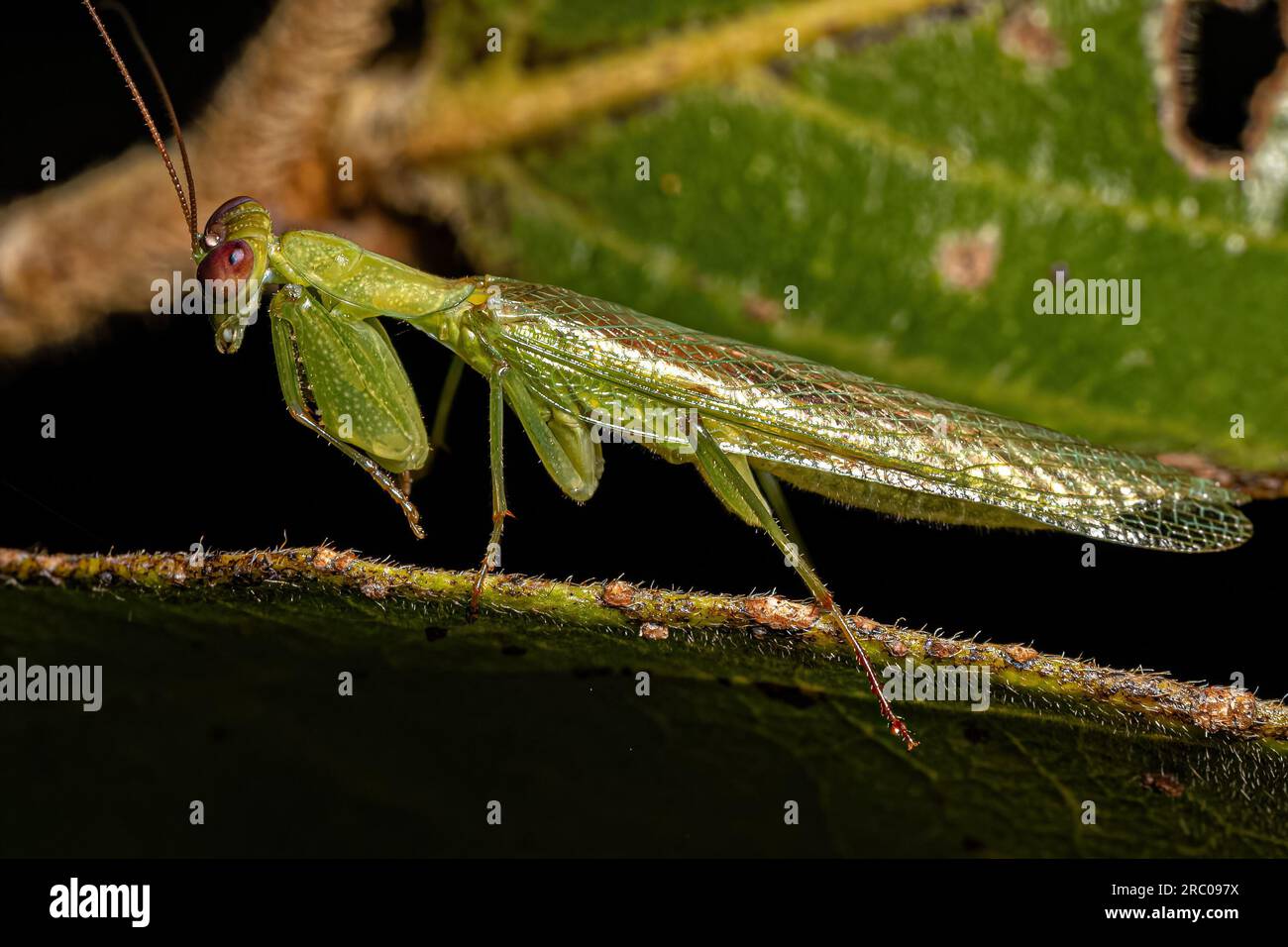 Adult Male Acontistid Mantis of the Genus Metaphotina Stock Photo - Alamy