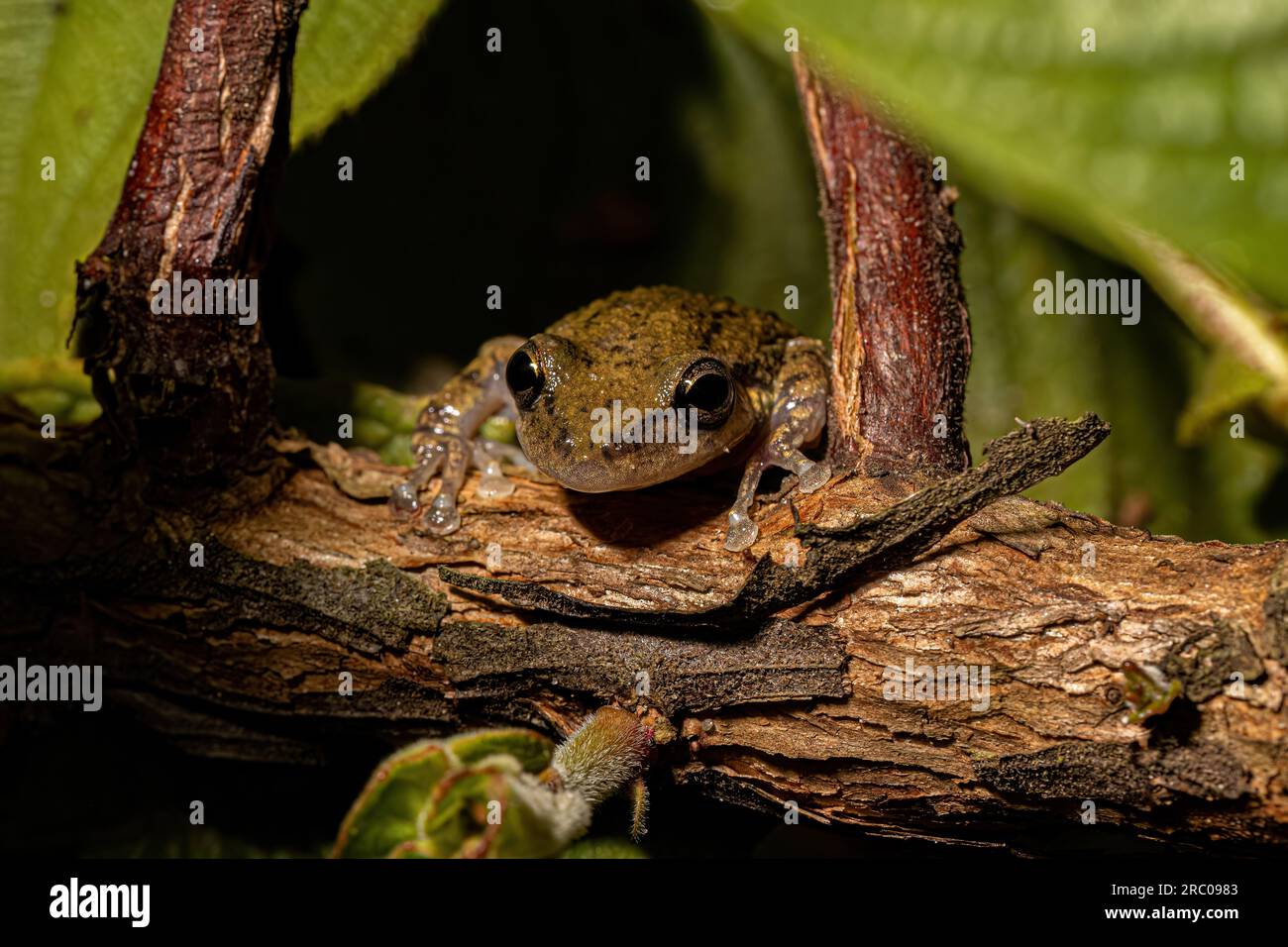 Snouted tree frog hi-res stock photography and images - Alamy