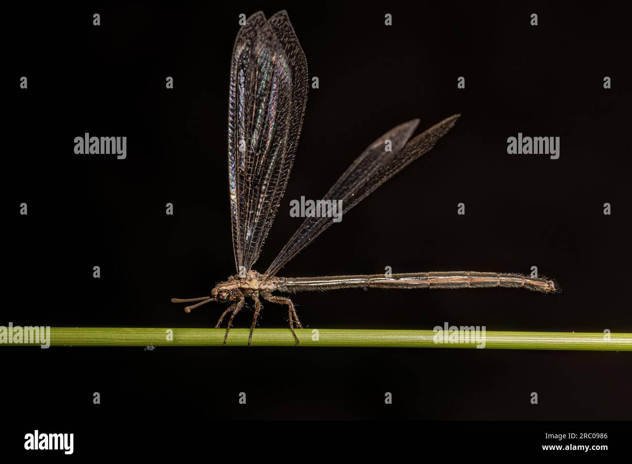 Adult Long tailed Antlion of the species Ameromyia tendinosa Stock ...