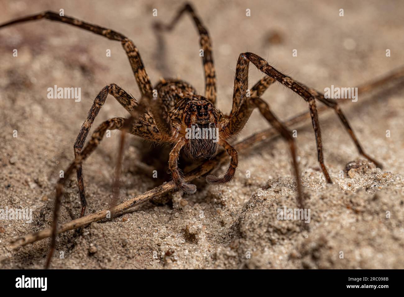 Adult Wandering Spider of the Family Ctenidae Stock Photo - Alamy