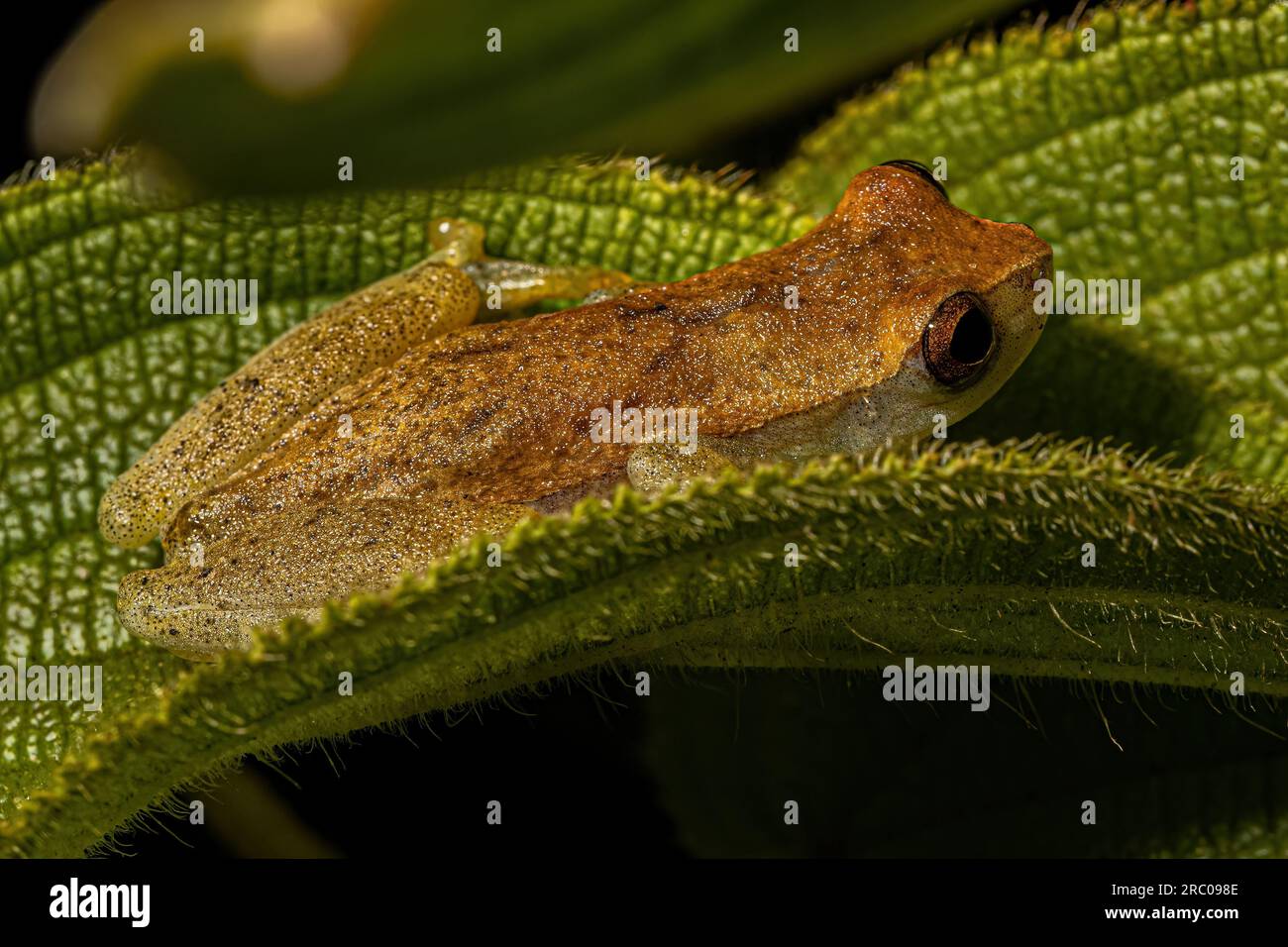 Small Yellow Tree Frog of the Genus Dendropsophus Stock Photo - Alamy