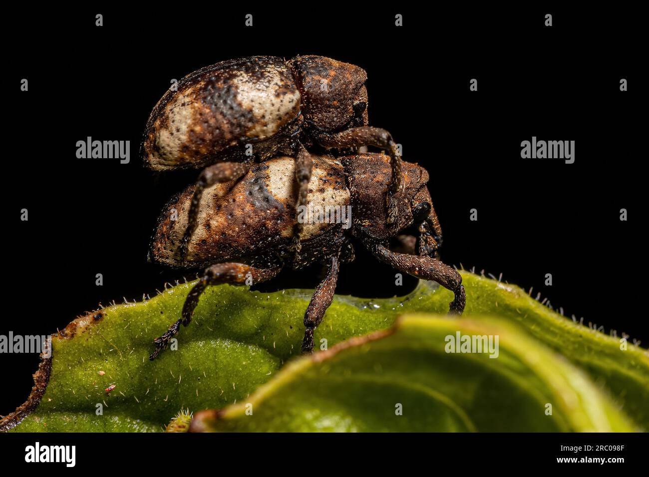 Adult True Weevil of the Genus Tyloderma Stock Photo - Alamy