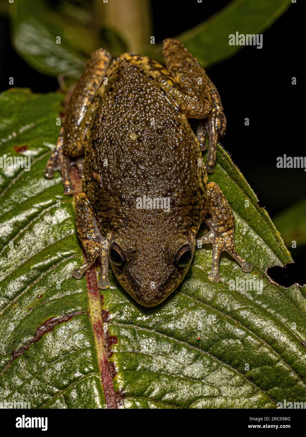 Snouted Tree Frog of the species Genus Scinax Stock Photo - Alamy