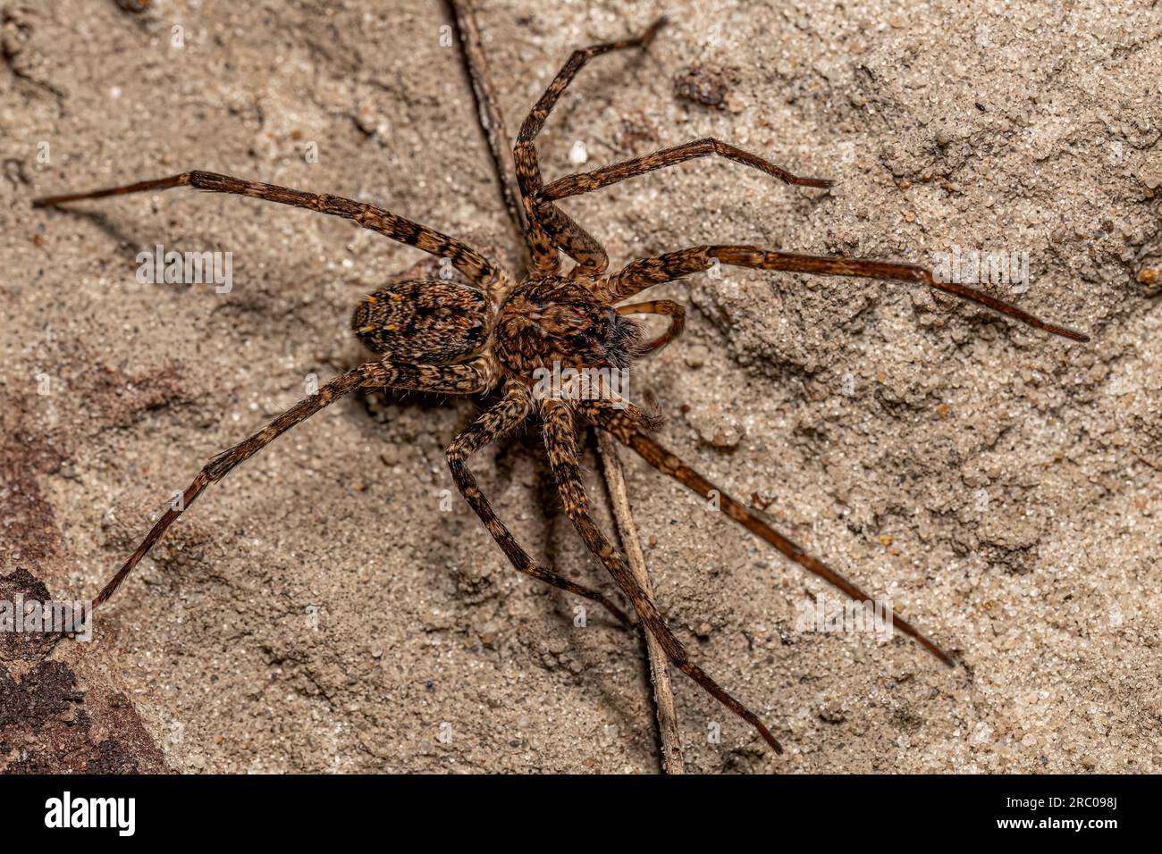 Adult Wandering Spider of the Family Ctenidae Stock Photo - Alamy