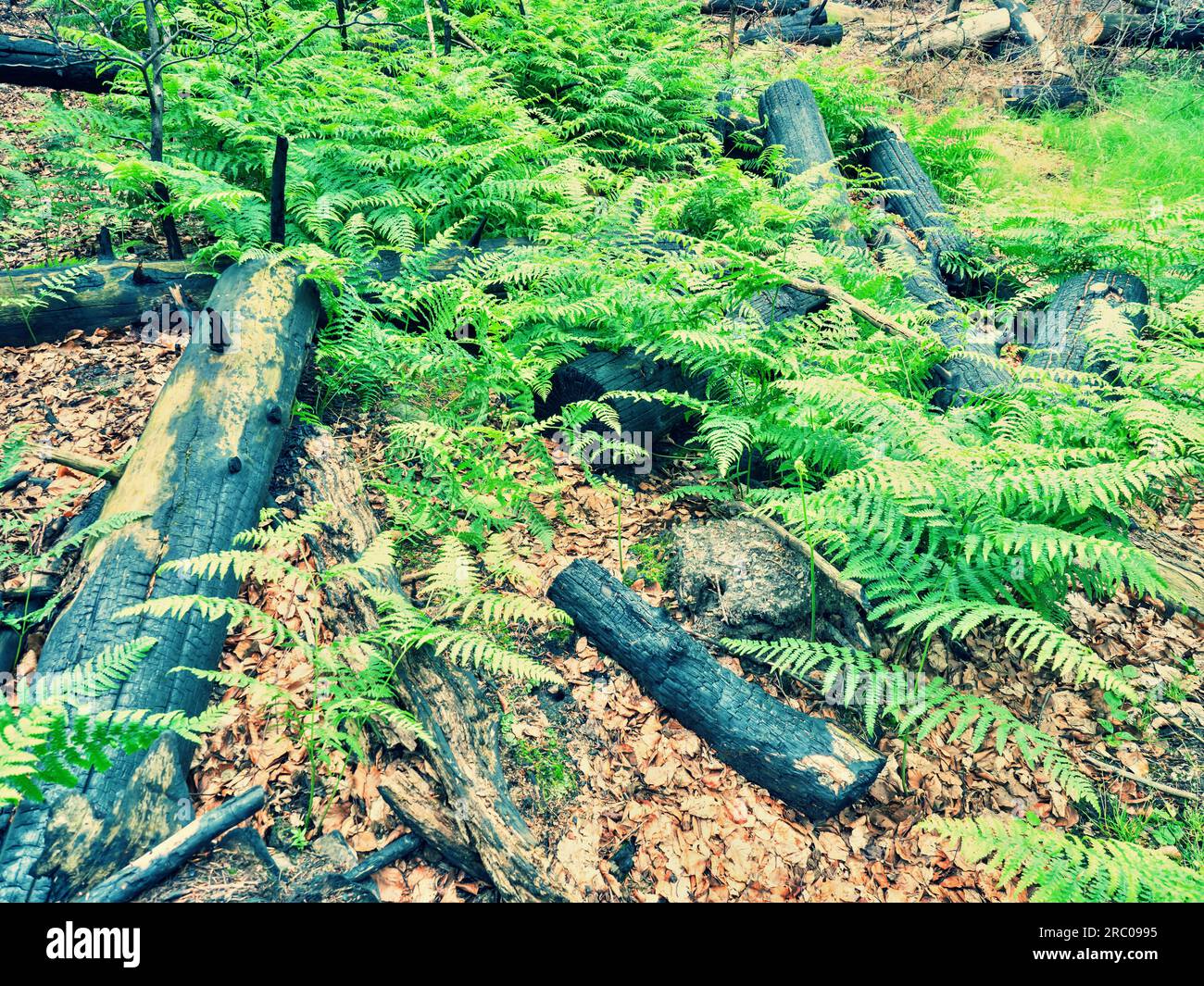 Forest after heavy fire. Burnt tree trunks in fern. The burnt forest at ...