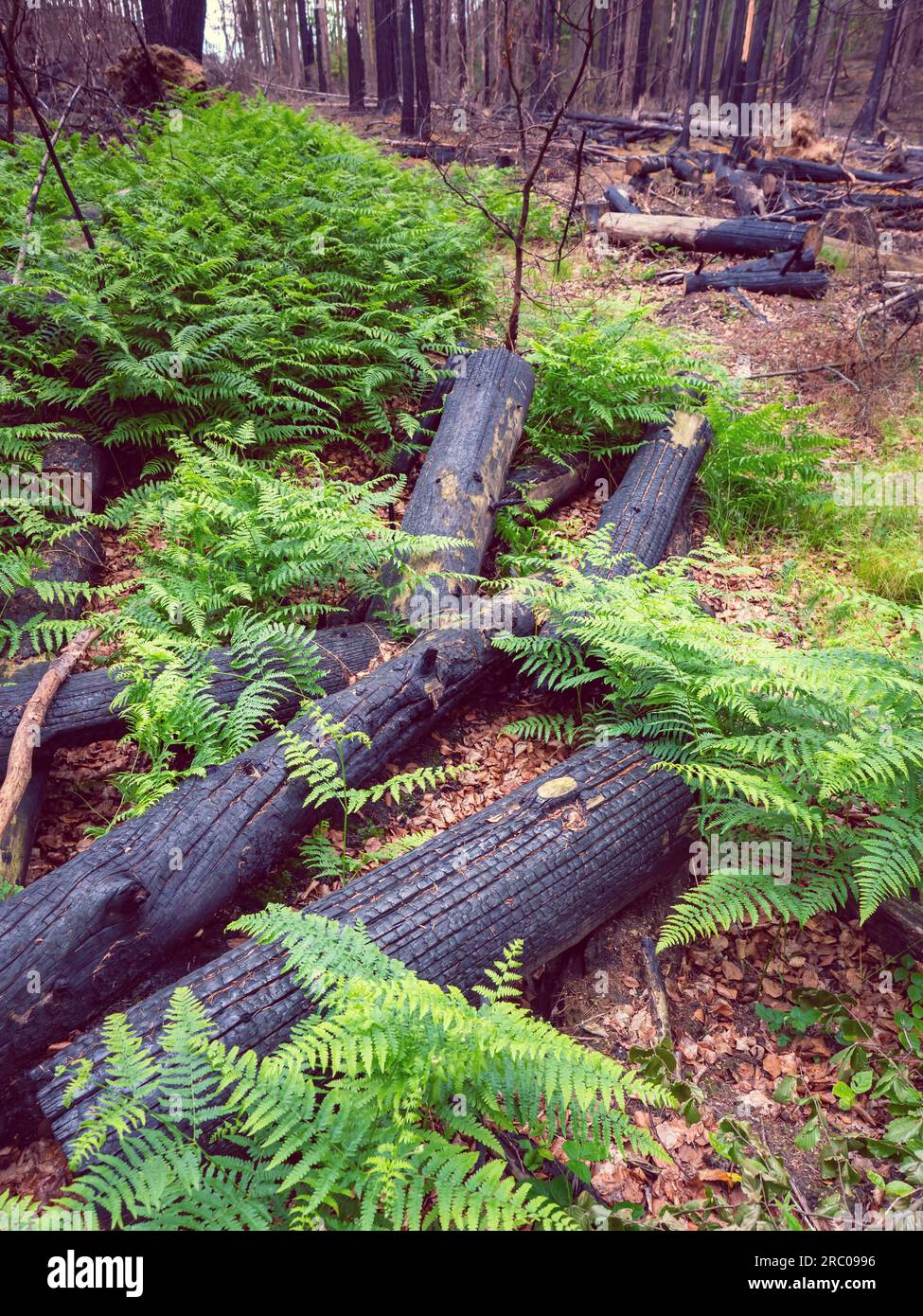 Fern and grass begins to grow between burnt tree trunks after forest ...