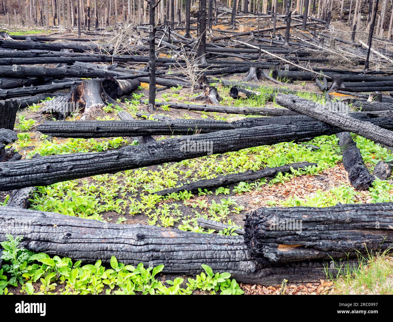 New born life between cut down burnt trees in forest park. Green plant ...