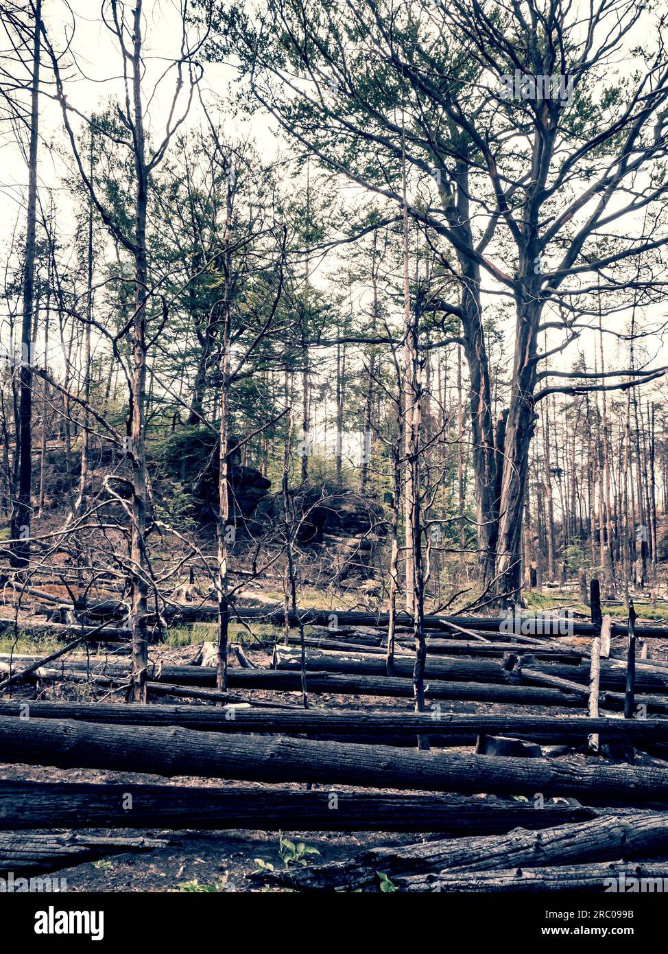 Rest green oak trees on the background of burnt trees in the forest ...