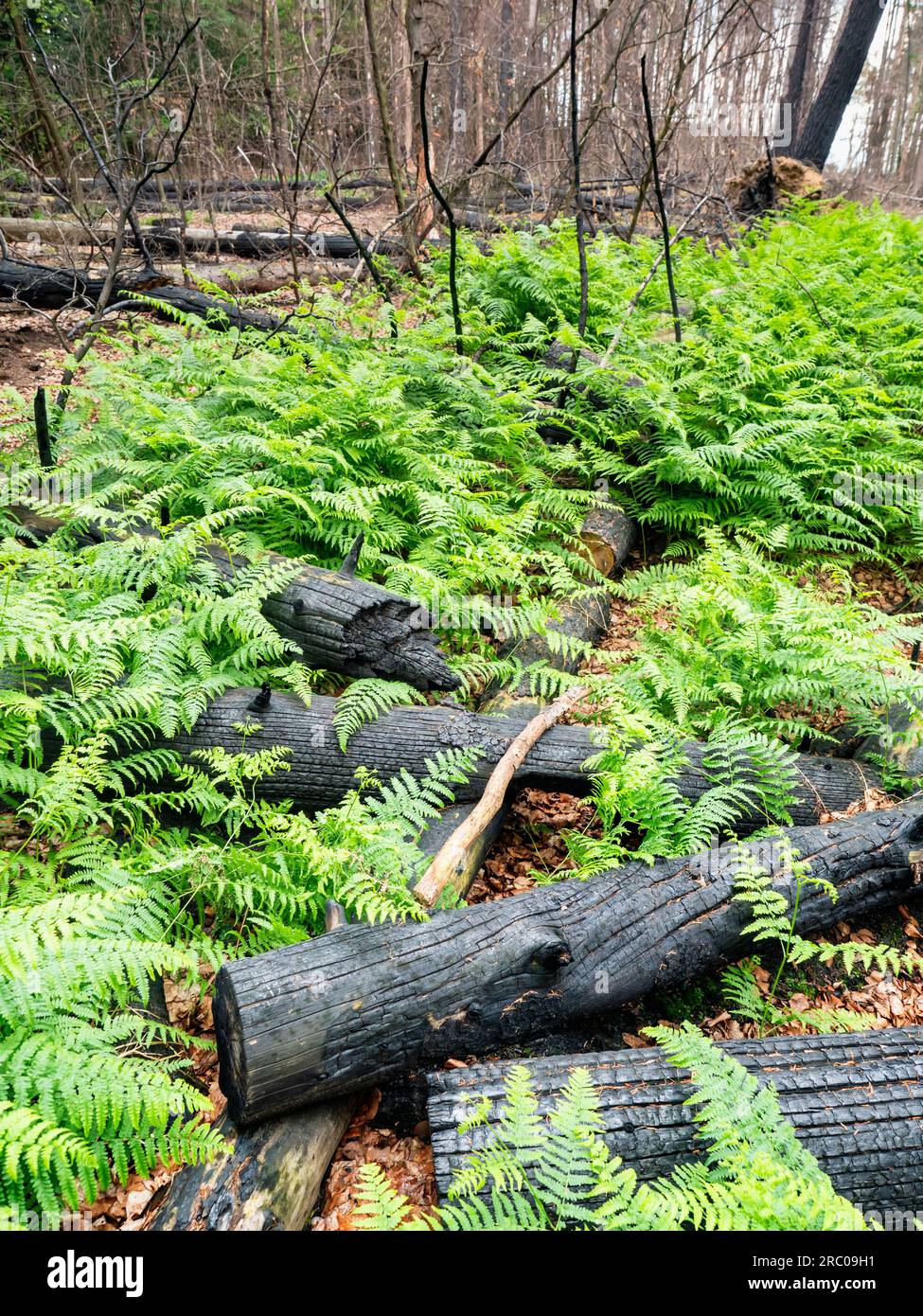 Burnt tree trunk in green fern. Spectacular aftermath of forest fire ...