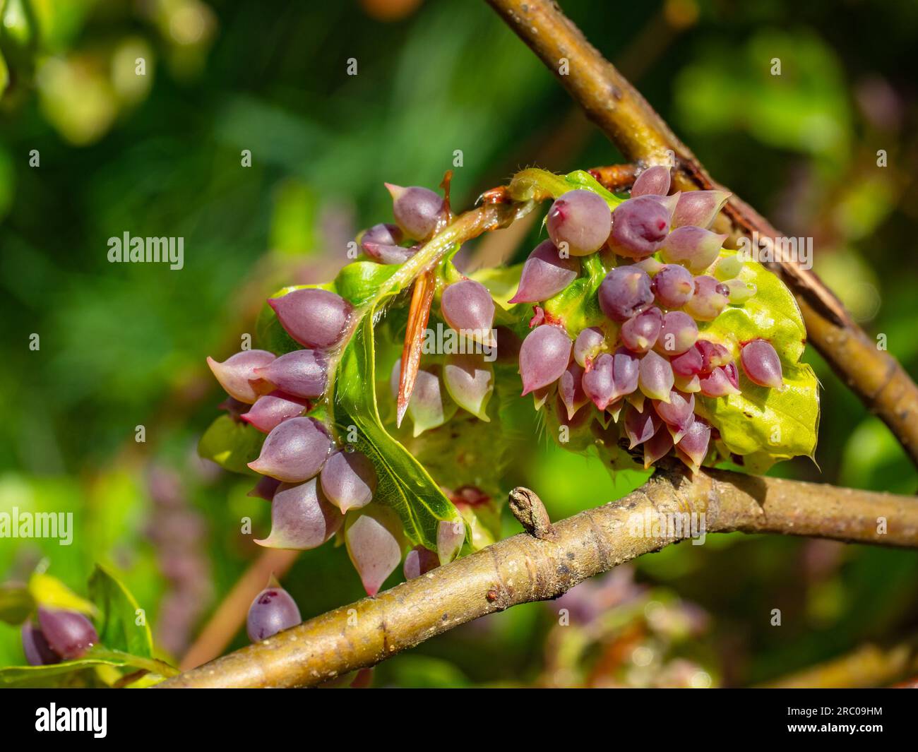 Purple bunch of beech gall midge mikiola fagi, cecidomyia fagi caused ...
