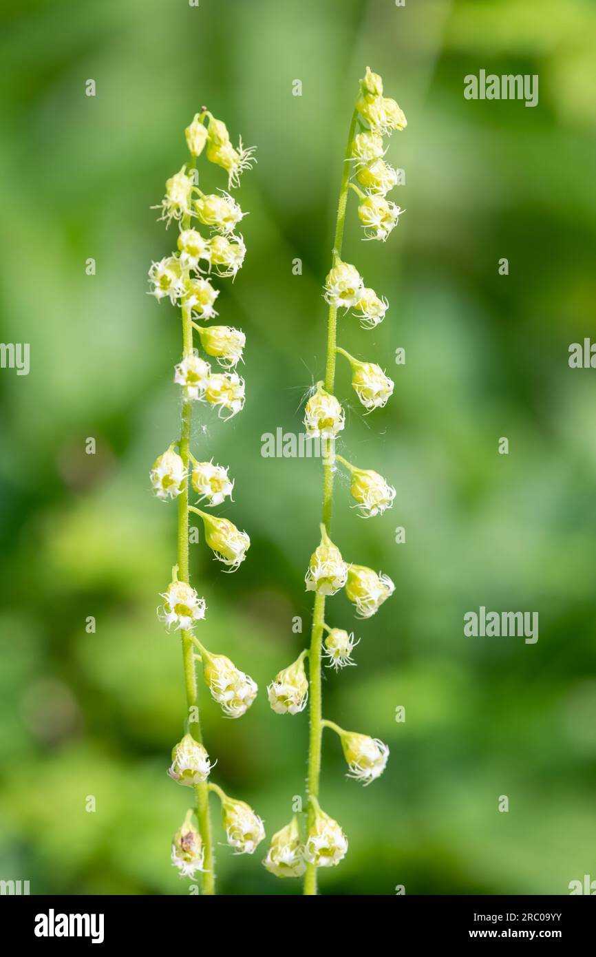 Close up of bigflower tellima (tellima grandiflora) flowers in bloom ...