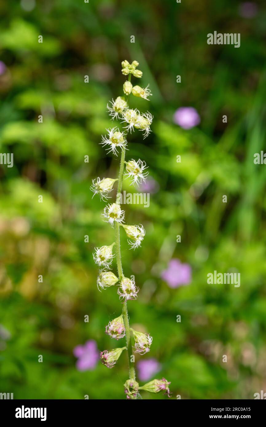 Close up of bigflower tellima (tellima grandiflora) flowers in bloom ...