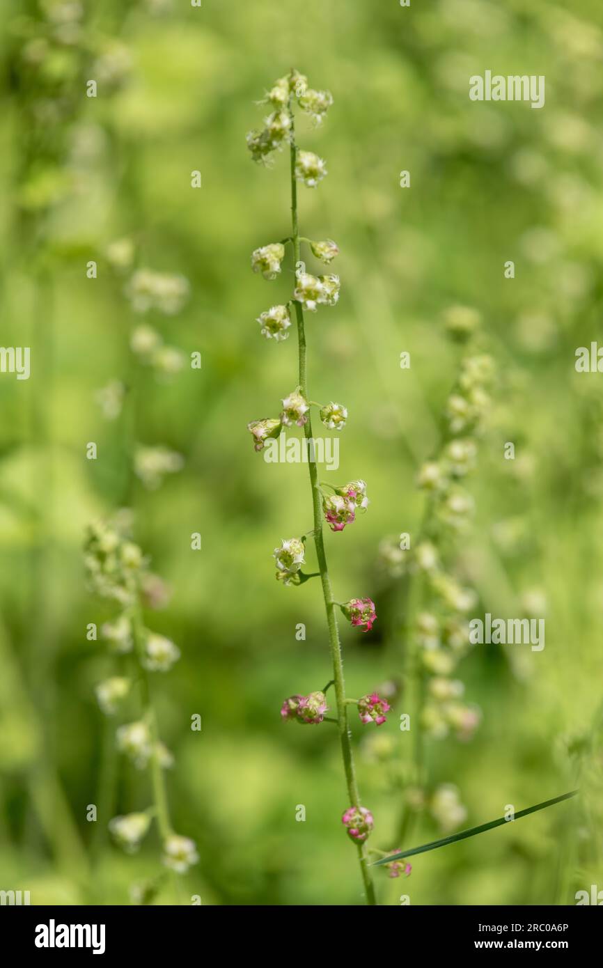 Herbacous flower hi-res stock photography and images - Alamy