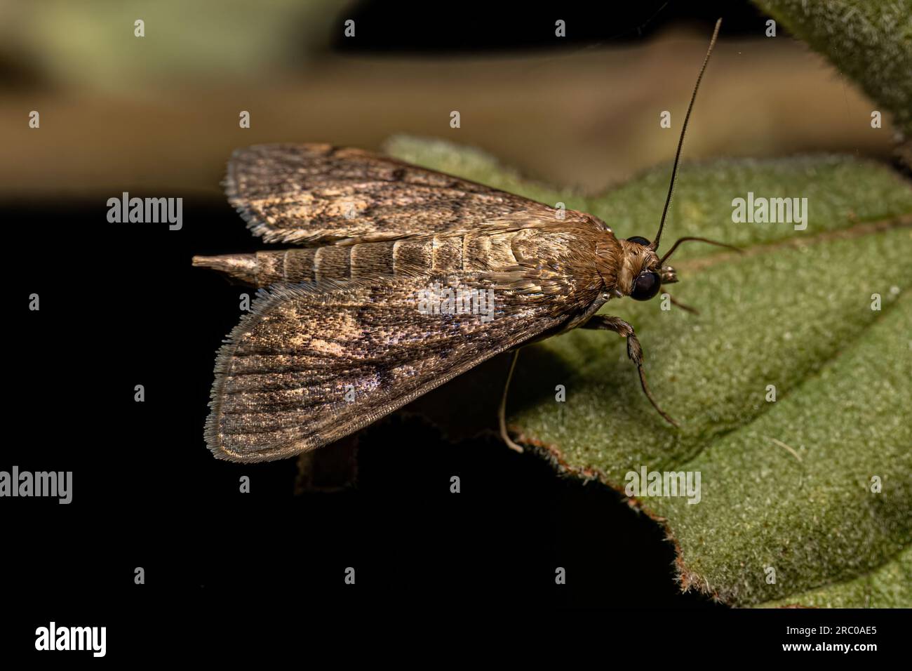 Adult Pearl Moth of the Tribe Herpetogrammatini Stock Photo - Alamy