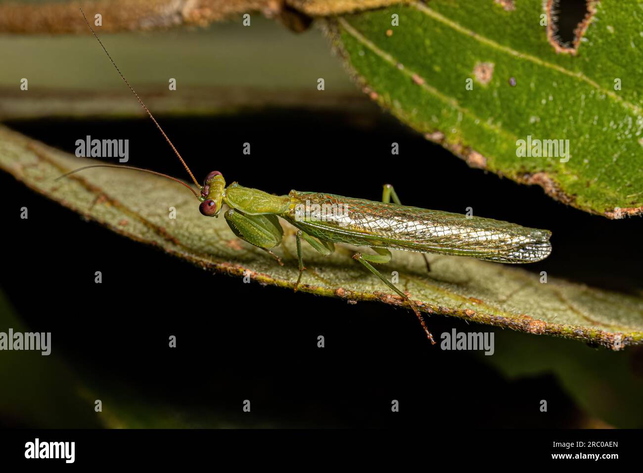 Stenophyllid mantis hi-res stock photography and images - Alamy