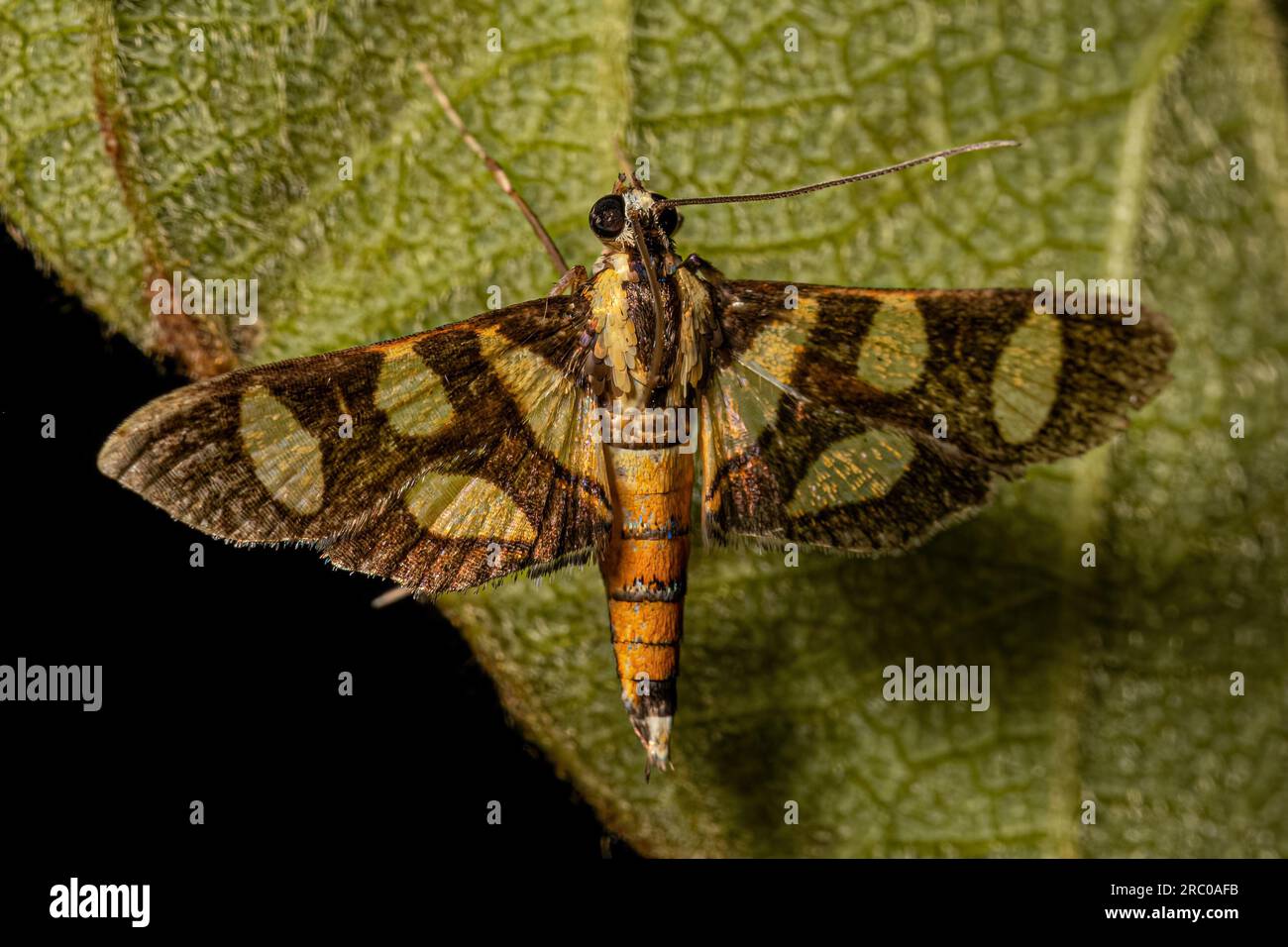 Male Adult Orange-spotted Flower Moth of the species Syngamia florella ...