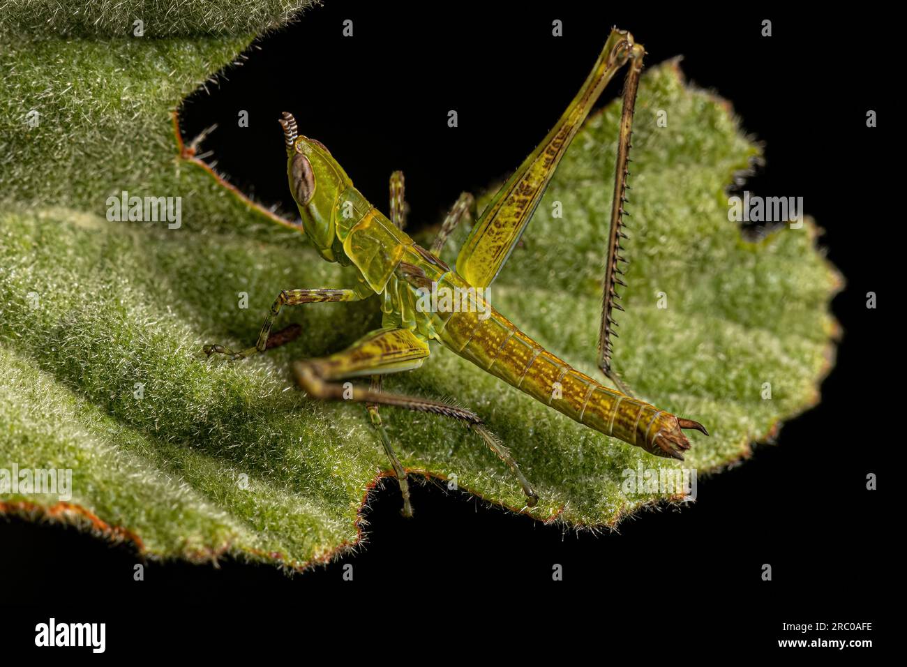 Monkey grasshopper hi-res stock photography and images - Alamy