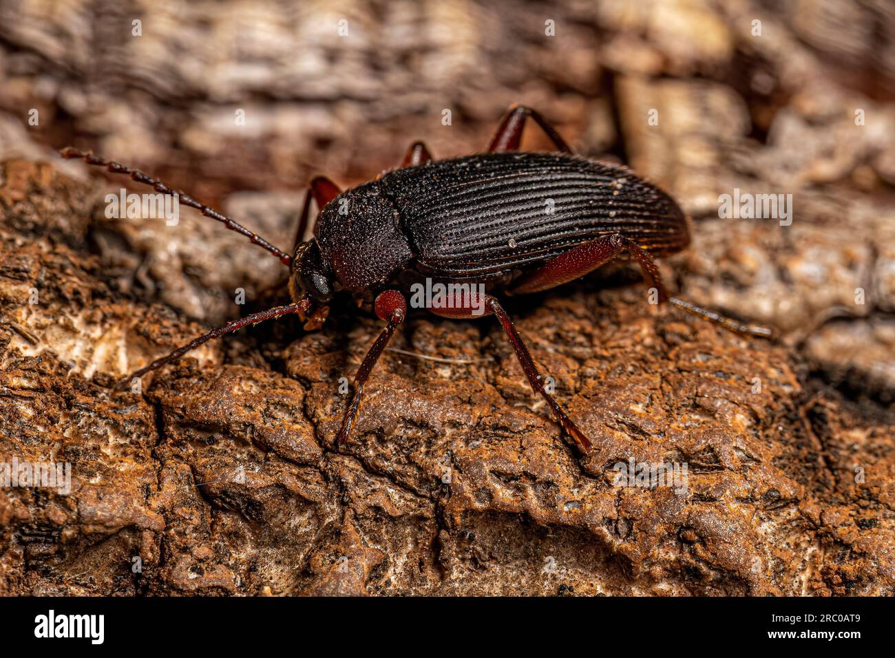 Adult Comb-clawed Darkling Beetle of the Subtribe Xystropodina Stock ...