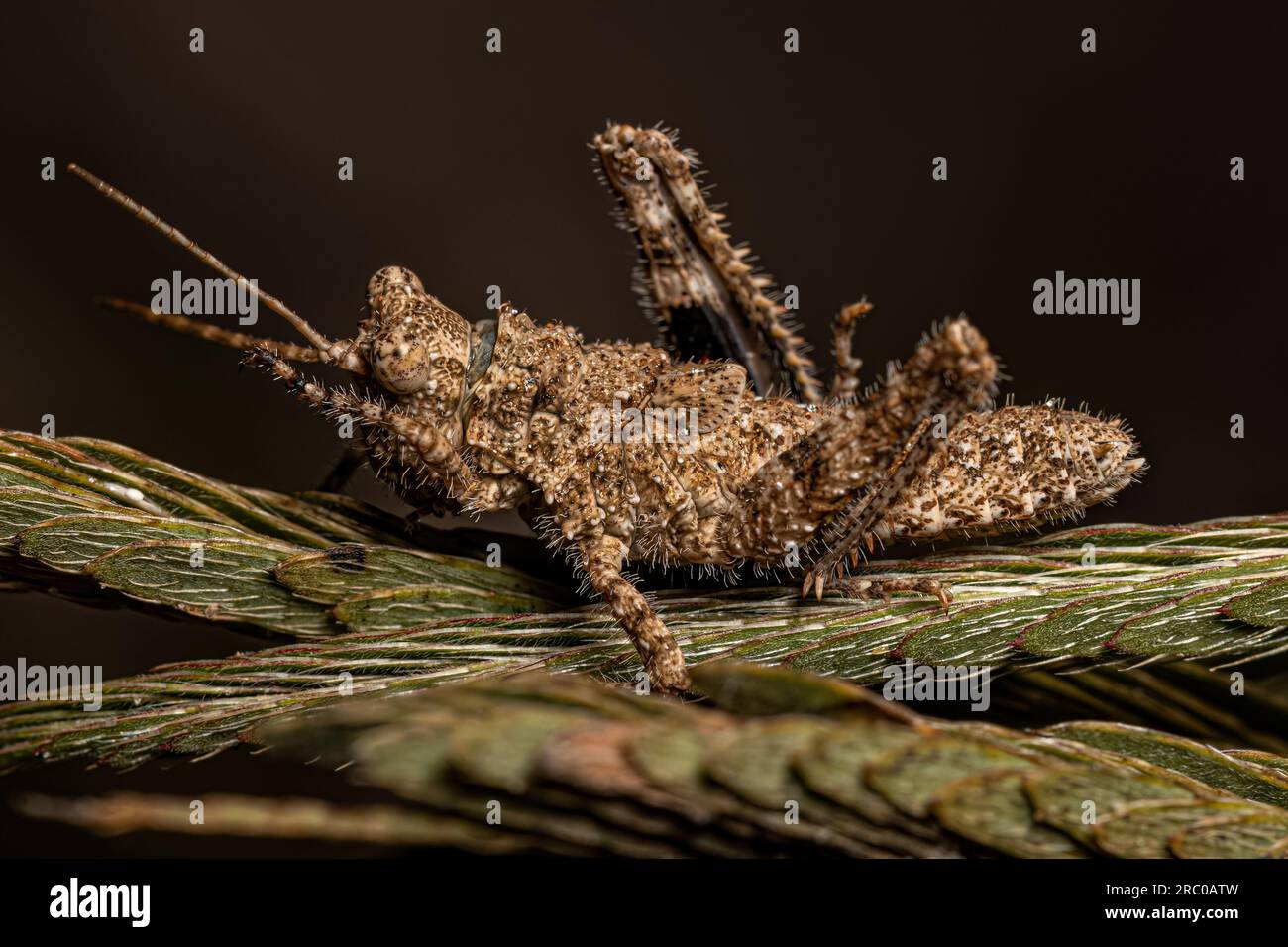 Short-horned Grasshopper Insect of the Genus Ommexecha Stock Photo - Alamy