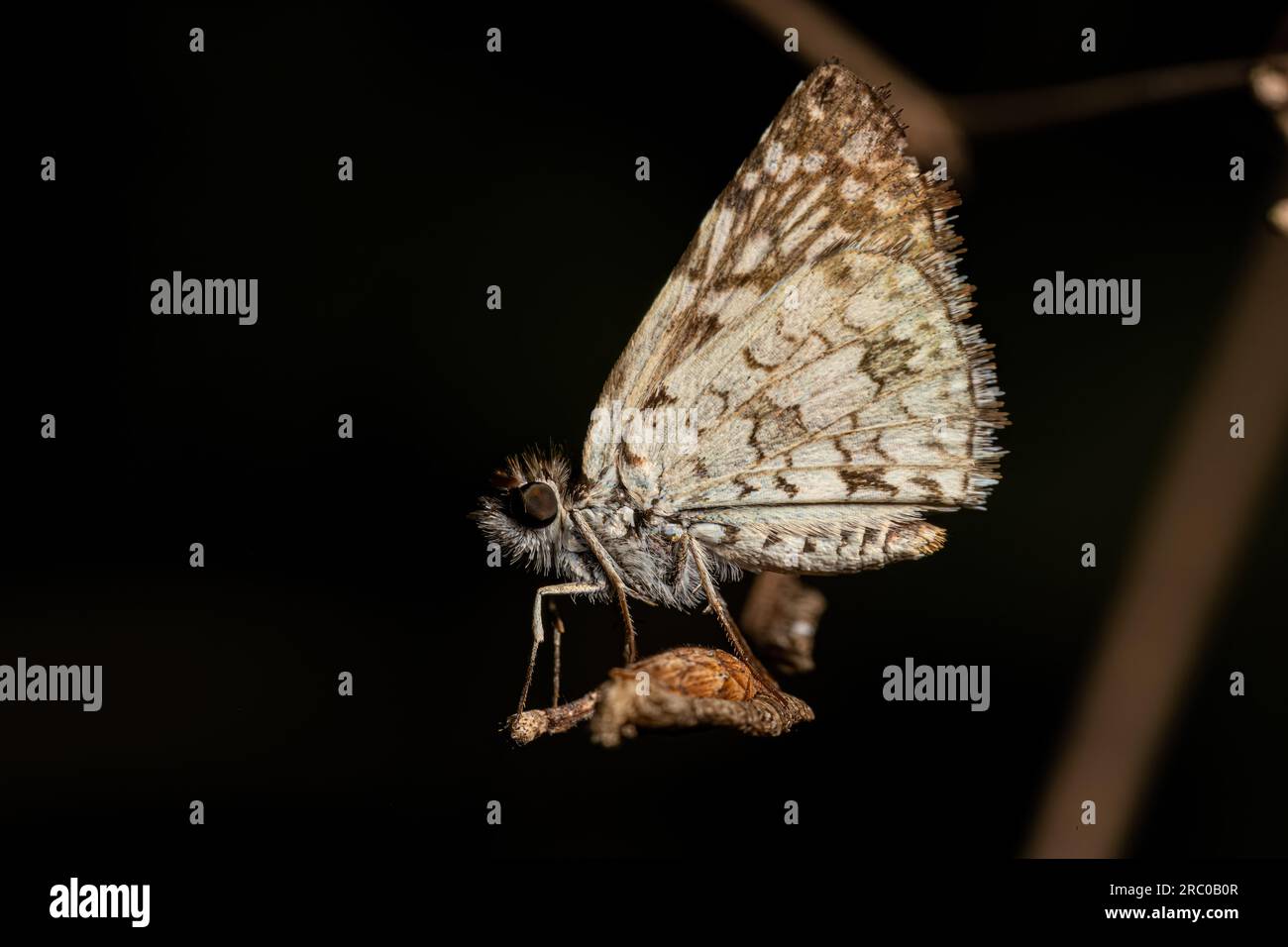 Adult Orcus Checkered-Skipper Moth Insect of the genus Burnsius Stock ...